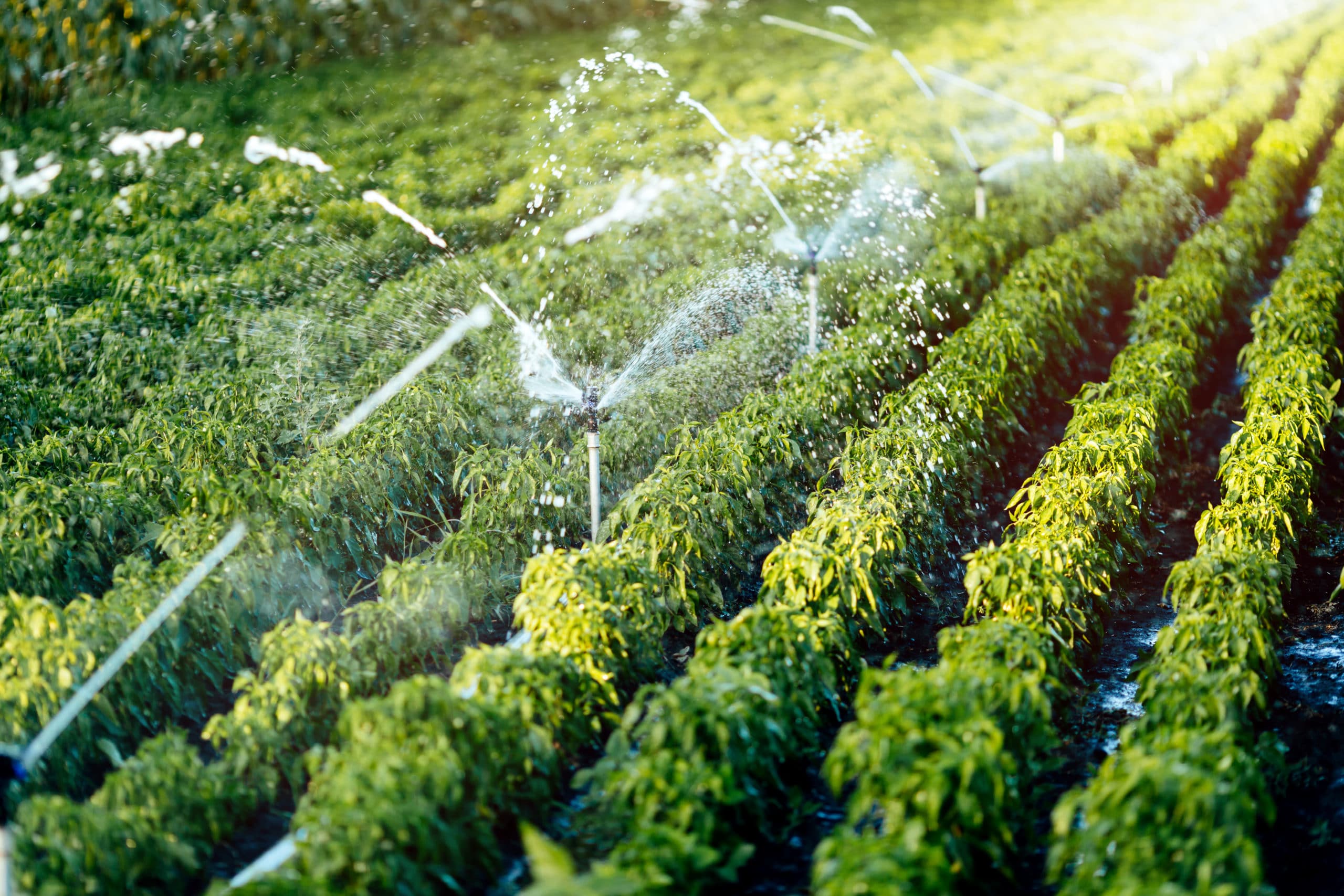 Company Case Study - Solar Injection Australia